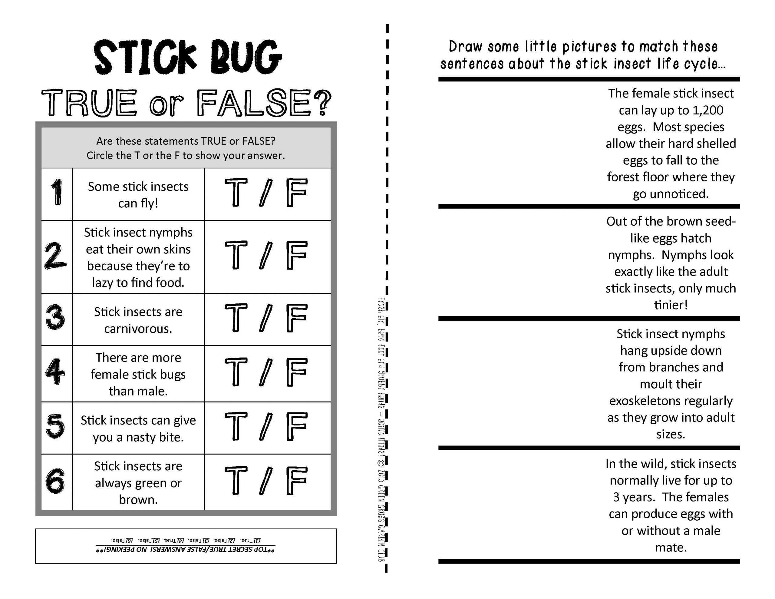 Stick Insects Fun Facts About Walking Sticks Stick Bugs Phasmids 