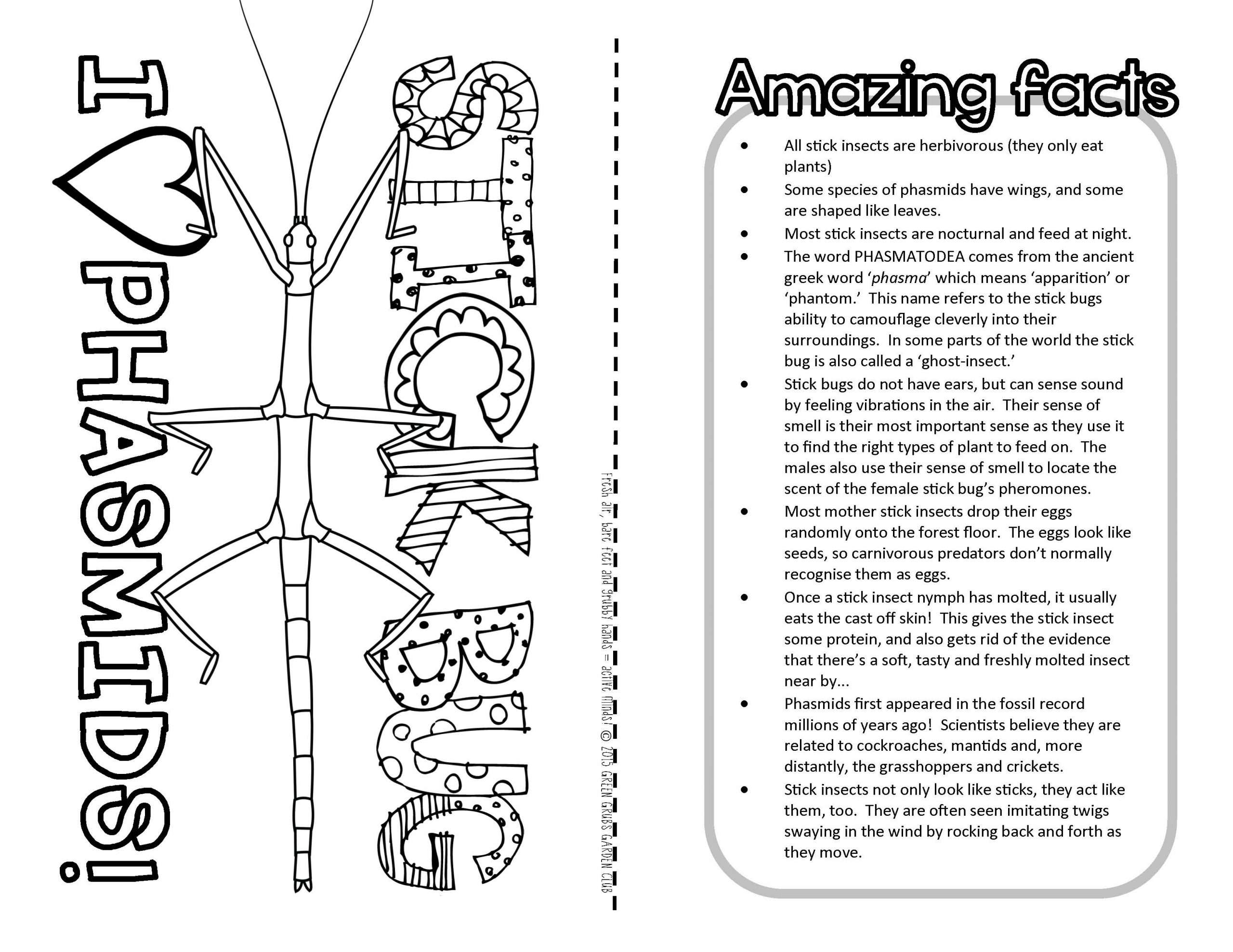 Stick Insects Fun Facts About Walking Sticks Stick Bugs Phasmids 